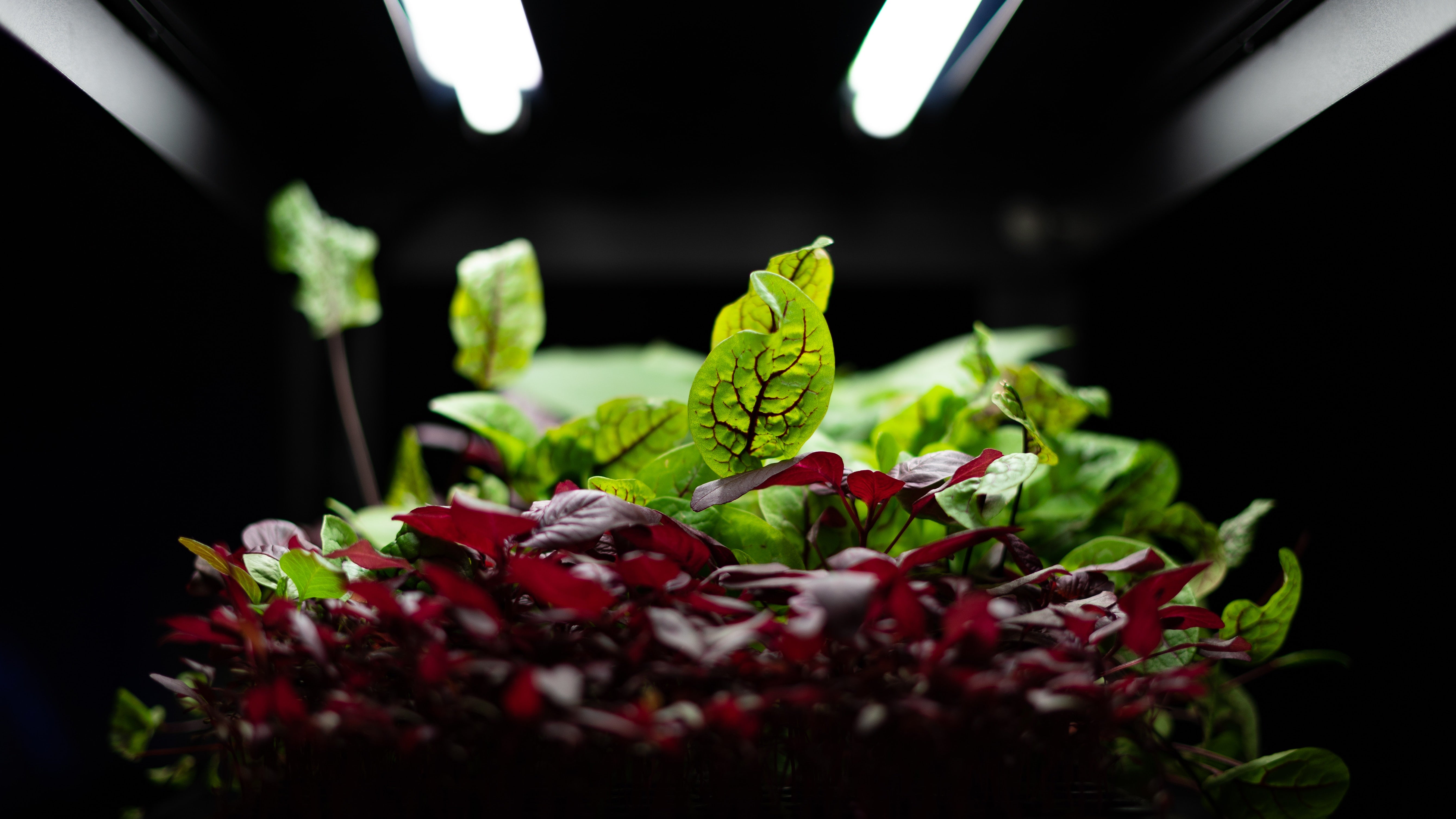 LED Lights for Lush Small Gardens | Just Vertical