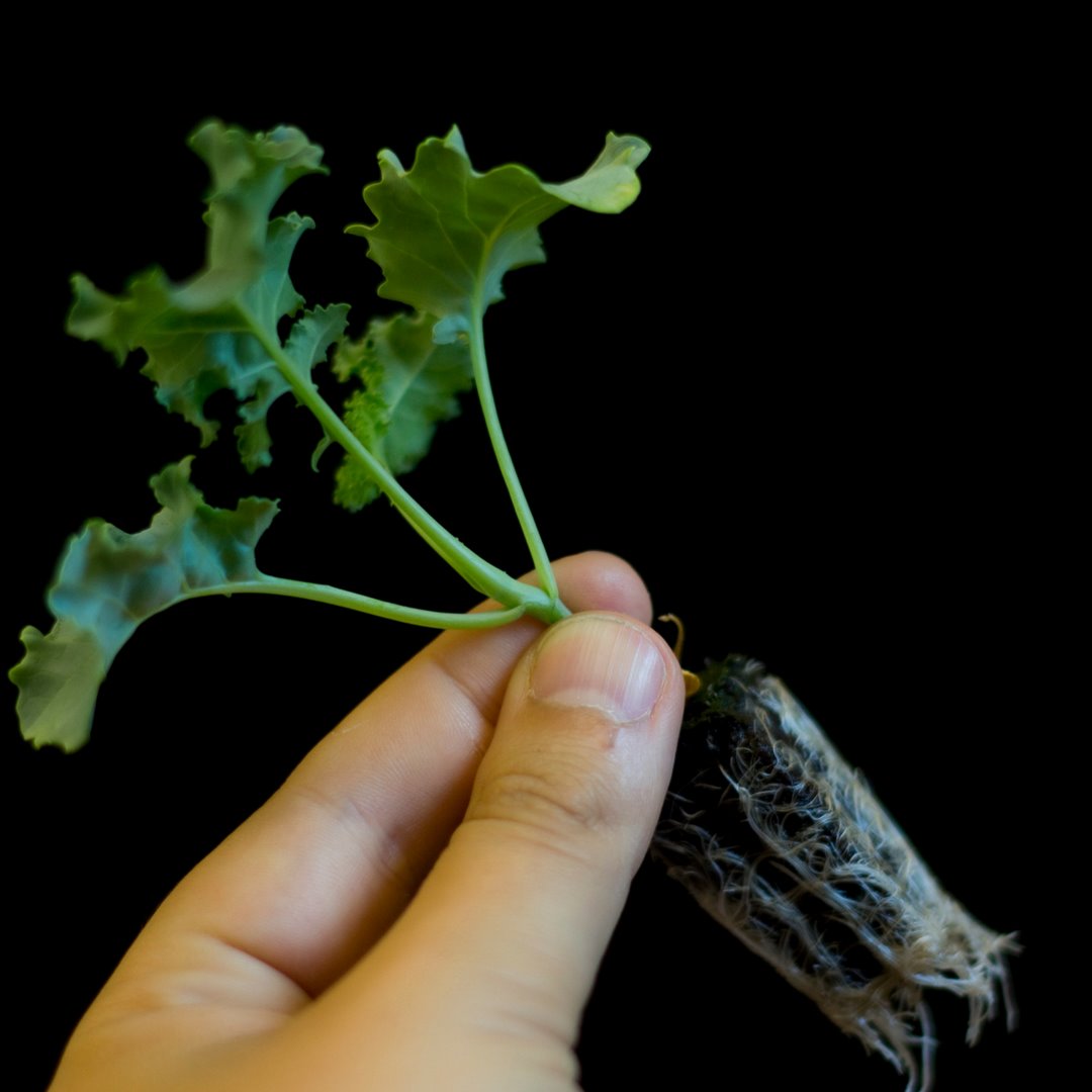 Benefits of Vertical Gardening | An Infographic | Just Vertical