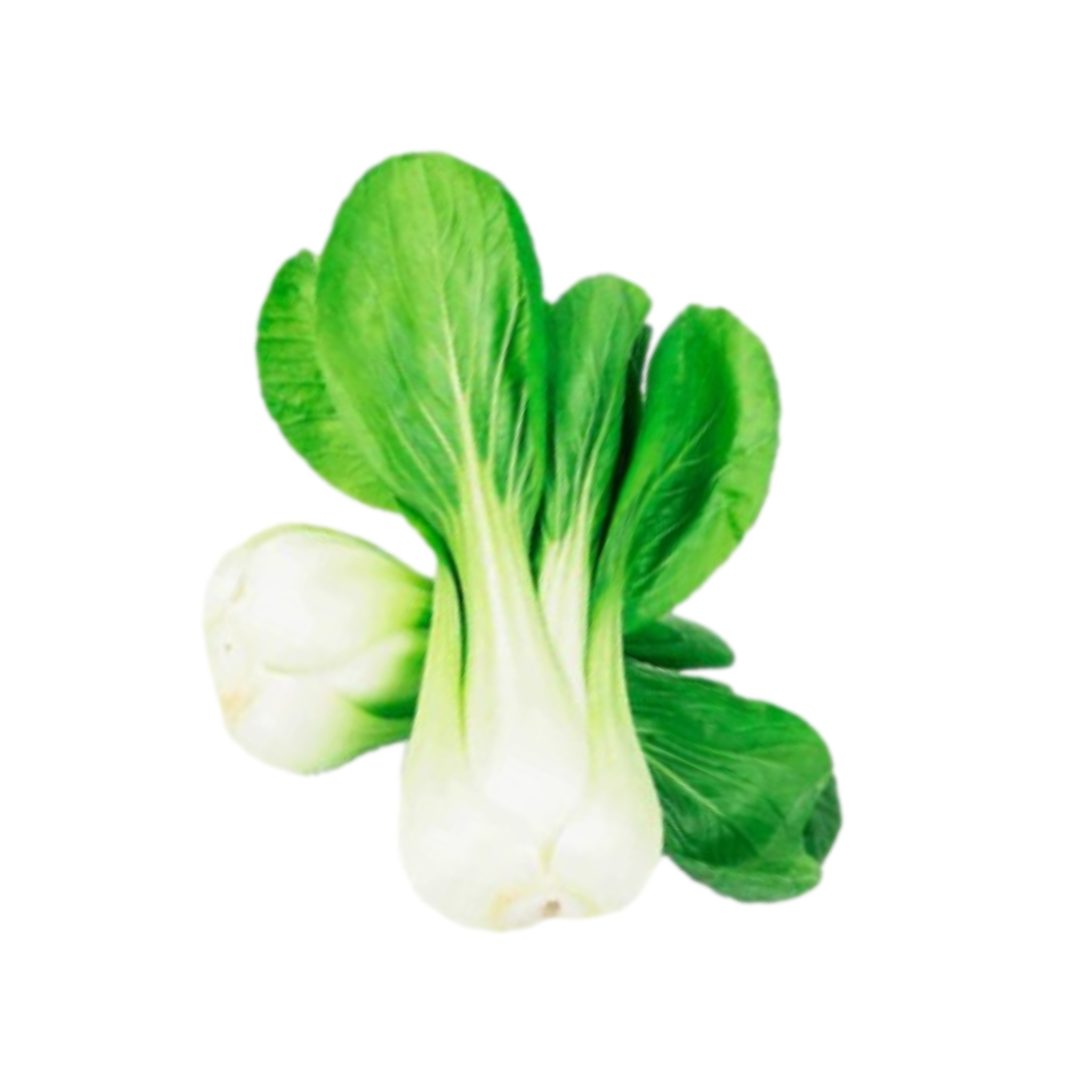 Pac Choi Seeds - Crisp Hydroponic Greens | Just Vertical