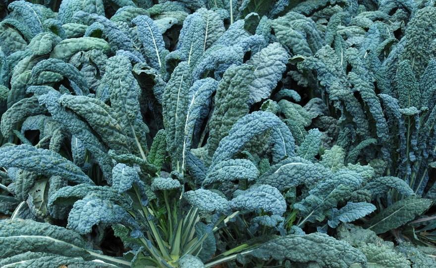 Lacinato Kale Seeds - Hearty Leafy Greens | Just Vertical