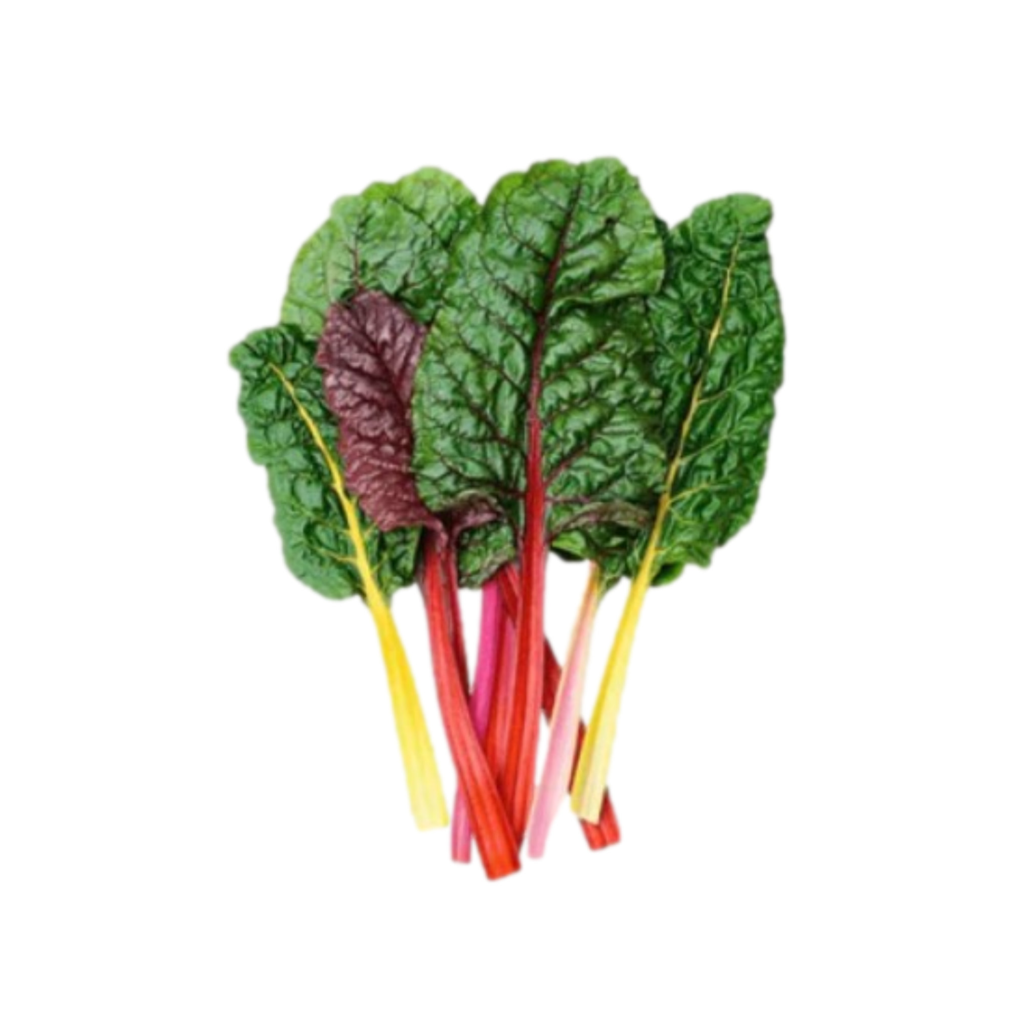 Swiss Chard Celebration Seeds | Just Vertical
