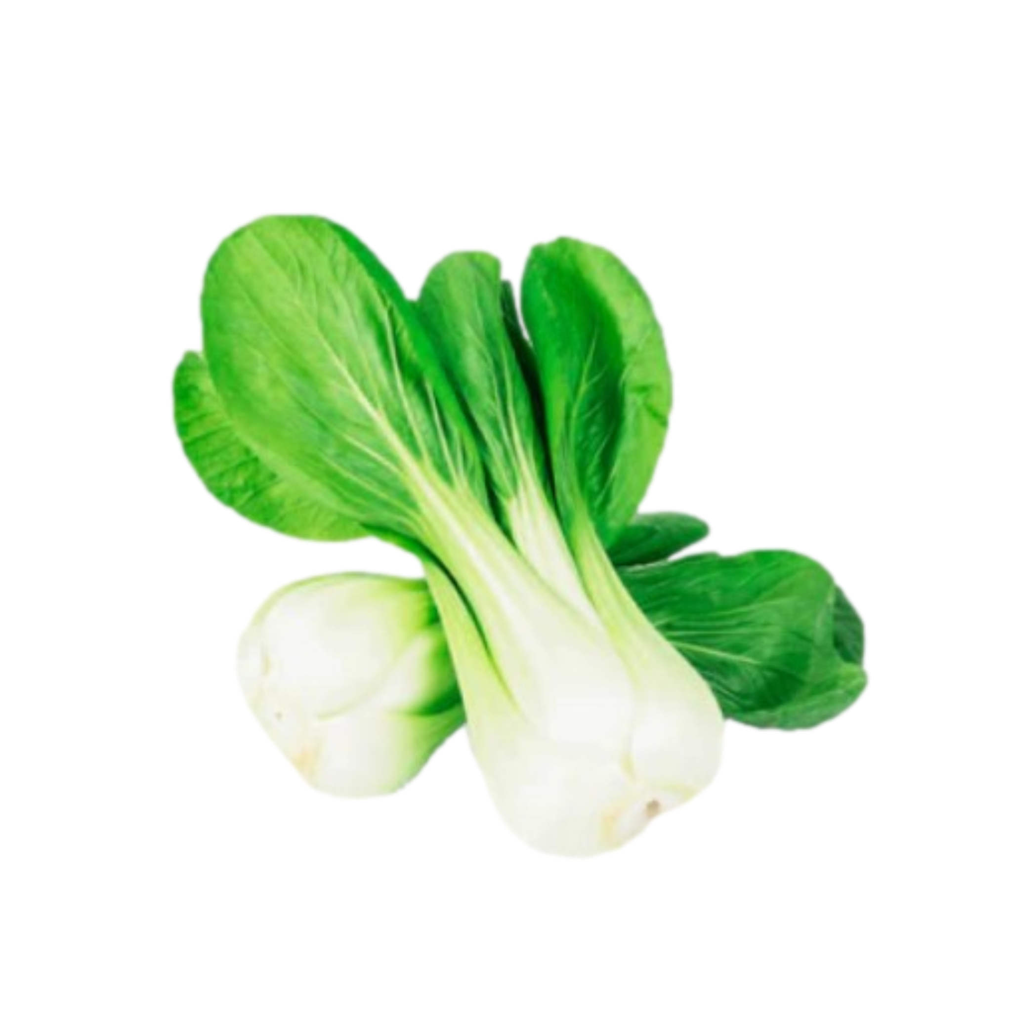 Pac Choi Seeds - Crisp Hydroponic Greens | Just Vertical